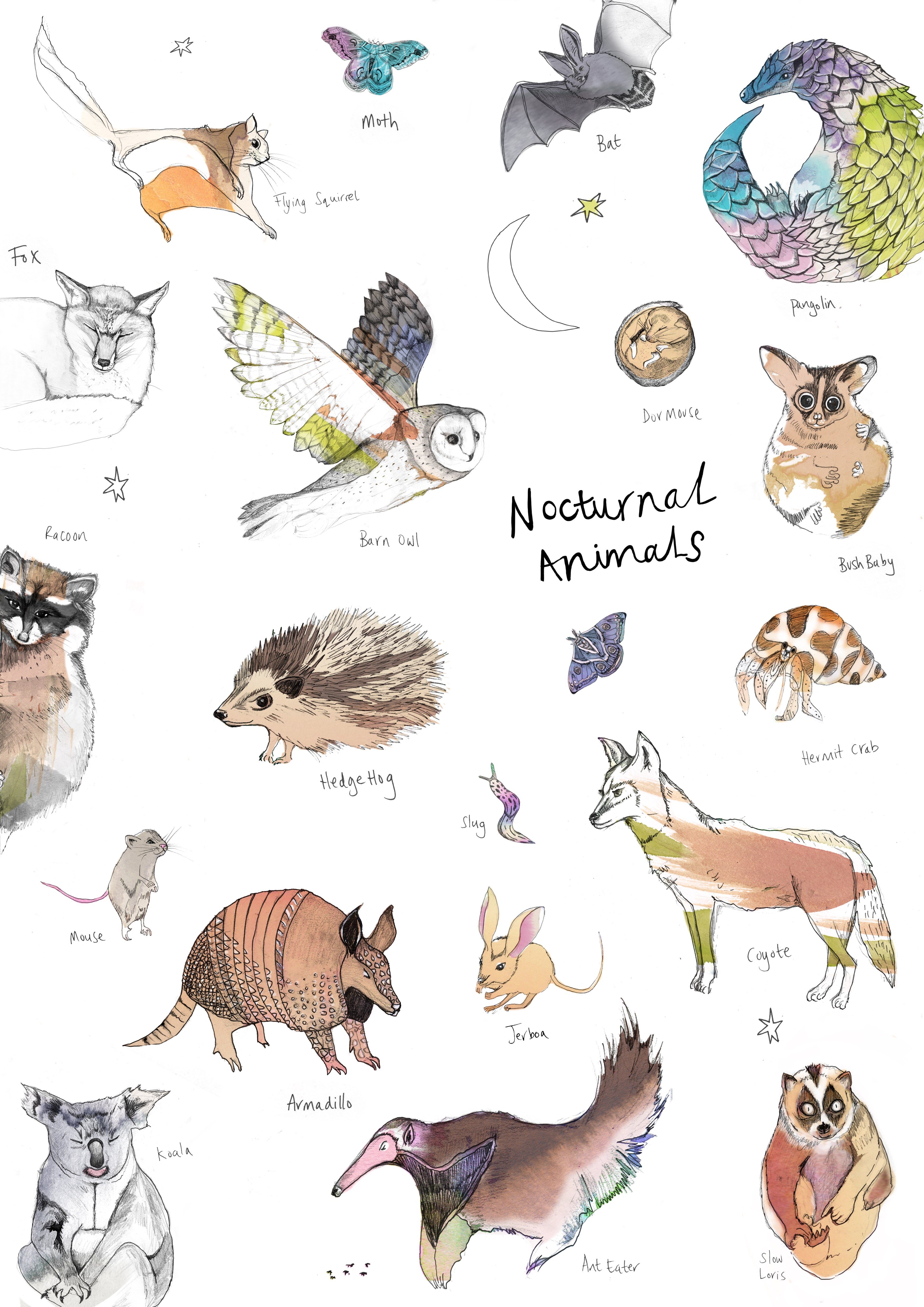 Nocturnal Animals List 10 Animals That Stay Up All Night A Z Animals
